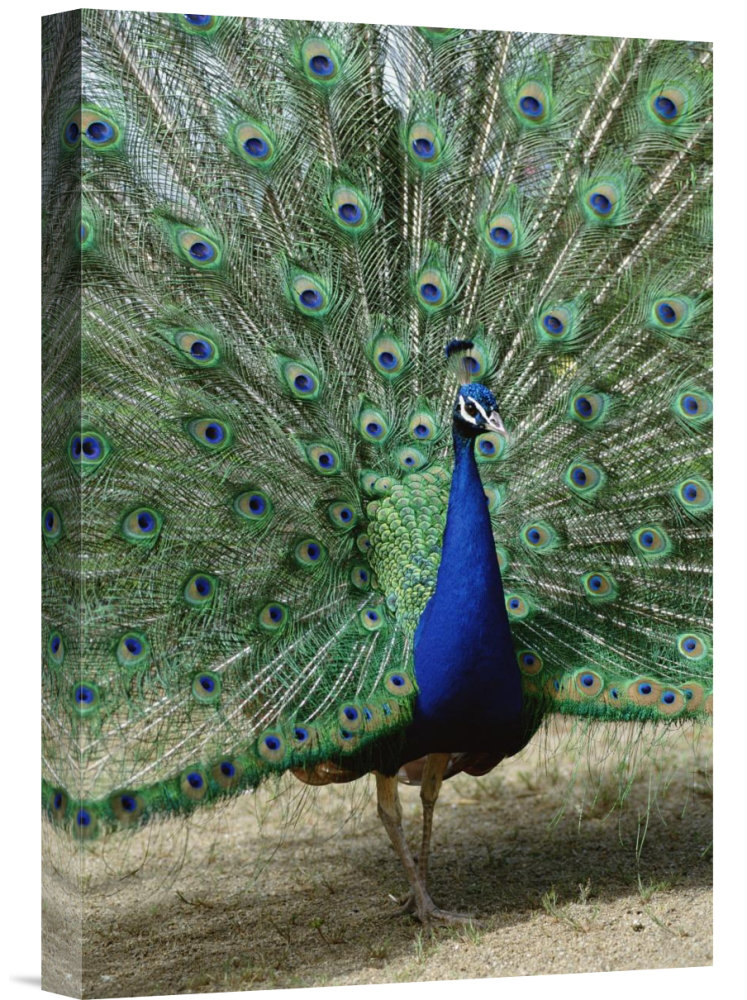 East Urban Home 'Indian Peafowl Male in Full Display, Isodora Cusino Botanical Ark, Chile ...